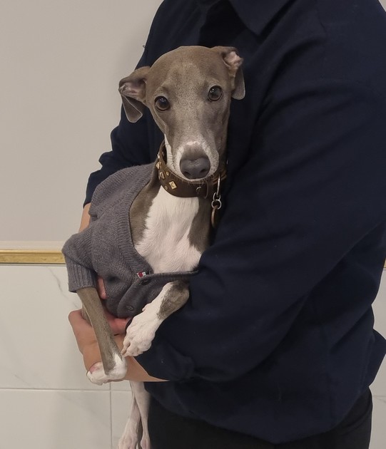 이탈리안그레이하운드 꼬맹이 래브라도리트리버입양 닥스훈트입양 도베르만입양 말티치입양 말티폼입양 빠삐용입양 사모예드입양 스피츠입양 시바견입양 시베리안허스키입양 시츄입양 요크셔