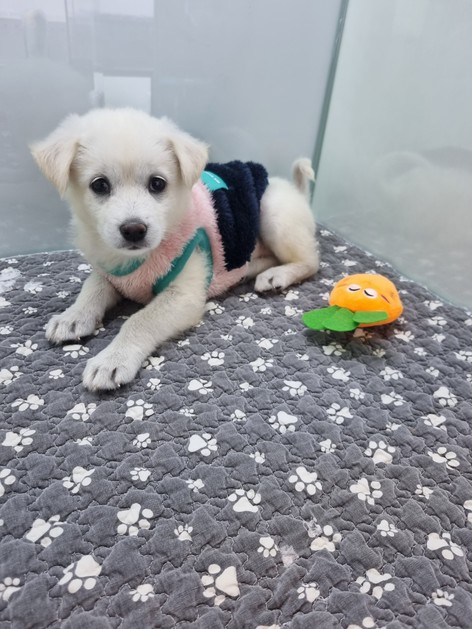 믹스견 꼬물이 토이랙돌분양 토이브리티쉬숏헤어분양 토이스코티쉬폴드분양 토이러시안블루분양 토이강아지분양 토이고양이분양 토이비숑프리제입양 토이포메라니안입양 토이말티즈입양