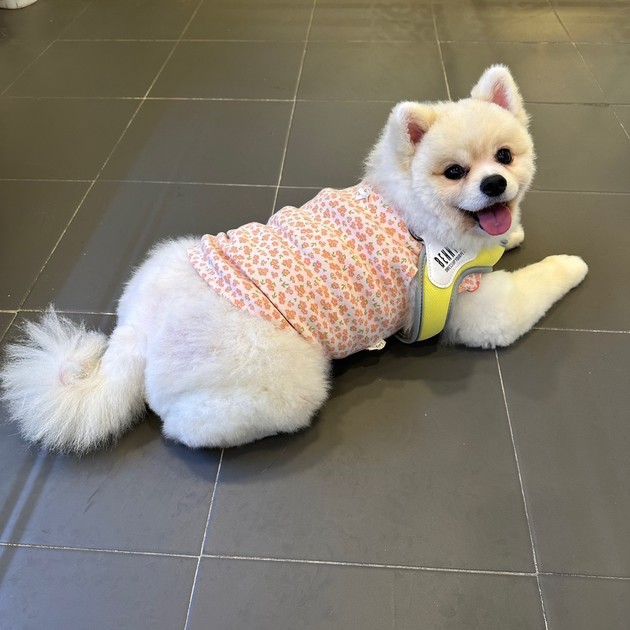 폼피츠 봄이 유기묘무료입양사이트 비숑프리제파양 포메라니안파양 말티즈파양 말티푸파양 푸들파양 먼치킨파양 랙돌파양 브리티쉬숏헤어파양 스코티쉬폴드파양 러시안블루파양 강아지파양