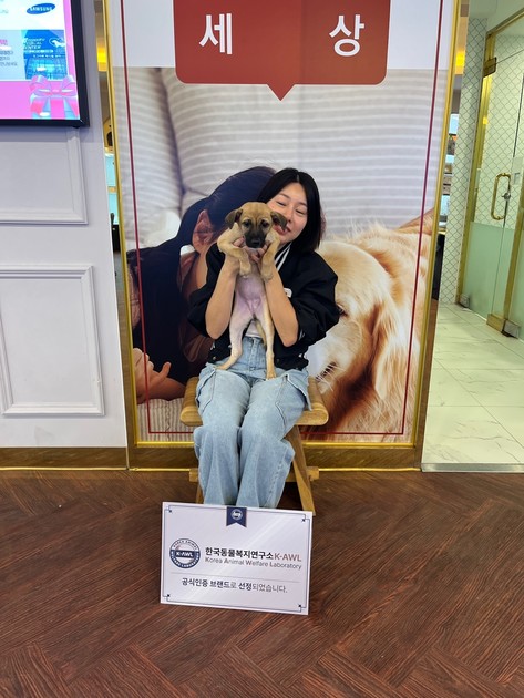 믹스견 오복이 말티즈크기 말티푸크기 푸들크기 먼치킨크기 랙돌크기 브리티쉬숏헤어크기 스코티쉬폴드크기 러시안블루크기 강아지크기 고양이크기 유기견임시보호 유기묘임시보호 강아지임시