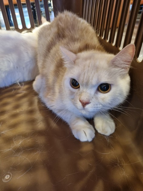 스트레이트 단비 셀커크렉스무료입양사이트 스핑크스무료입양사이트 아메리칸숏헤어무료입양사이트 아메리칸컬무료입양사이트 아비시니안무료입양사이트 엑조틱무료입양사이트 터키시앙고라무료입양