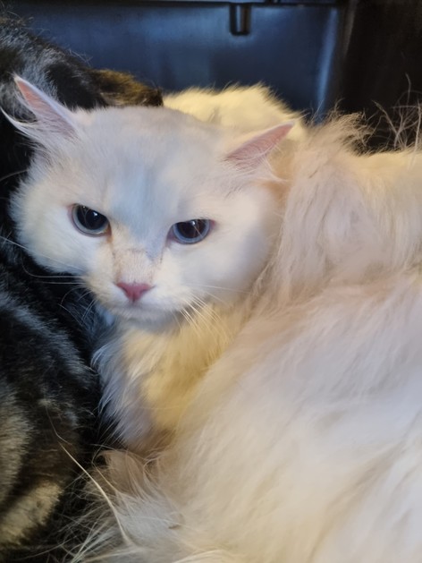 먼치킨 루비 푸숑책임분양 노르웨이숲책임분양 데본렉스책임분양 뱅갈책임분양 샴책임분양 셀커크렉스책임분양 스핑크스책임분양 아메리칸숏헤어책임분양 아메리칸컬책임분양 아비시니안책임분양