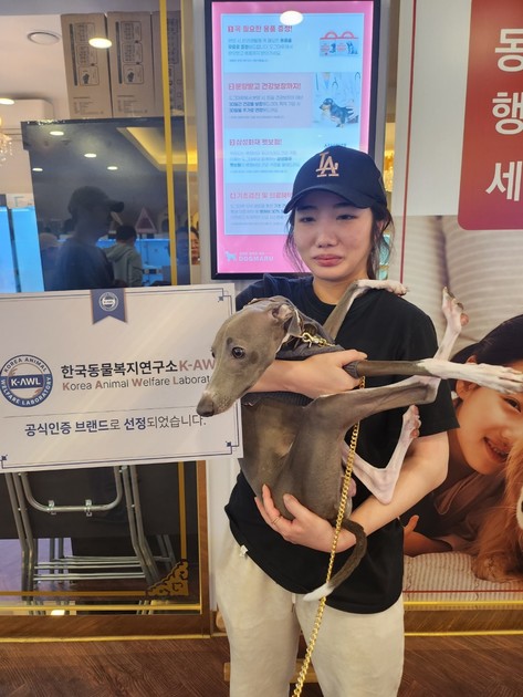 이탈리안그레이하운드 꼬맹이 유기견입양 유기묘입양 강아지입양 소형견입양 중형견입양 대형견입양 말티즈입양 말티푸입양 비숑프리제입양 미니비숑프리제입양 포메라니안입양 푸들입양 골든