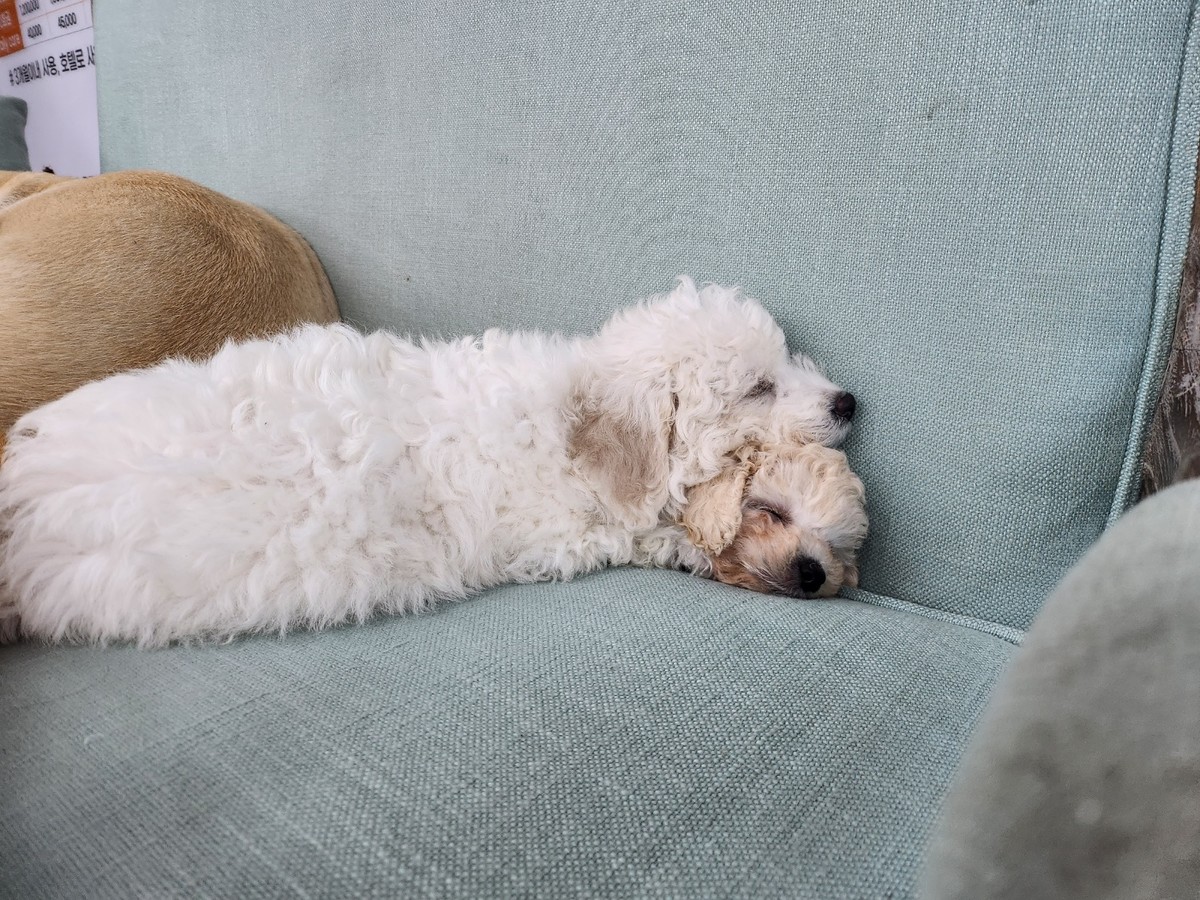 둘이 꼬옥 붙어 자는 아이조아 막내들💖 : 아이조아 일상 - 투명한 강아지보호소 고양이보호소 입소생활 | 아이조아보호소