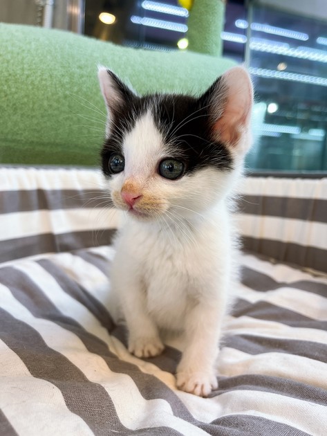 코리안숏헤어 딸기 노르웨이숲성격 데본렉스성격 뱅갈성격 샴성격 셀커크렉스성격 스핑크스성격 아메리칸숏헤어성격 아메리칸컬성격 아비시니안성격 엑조틱성격 터키시앙고라성격 페르시안성격