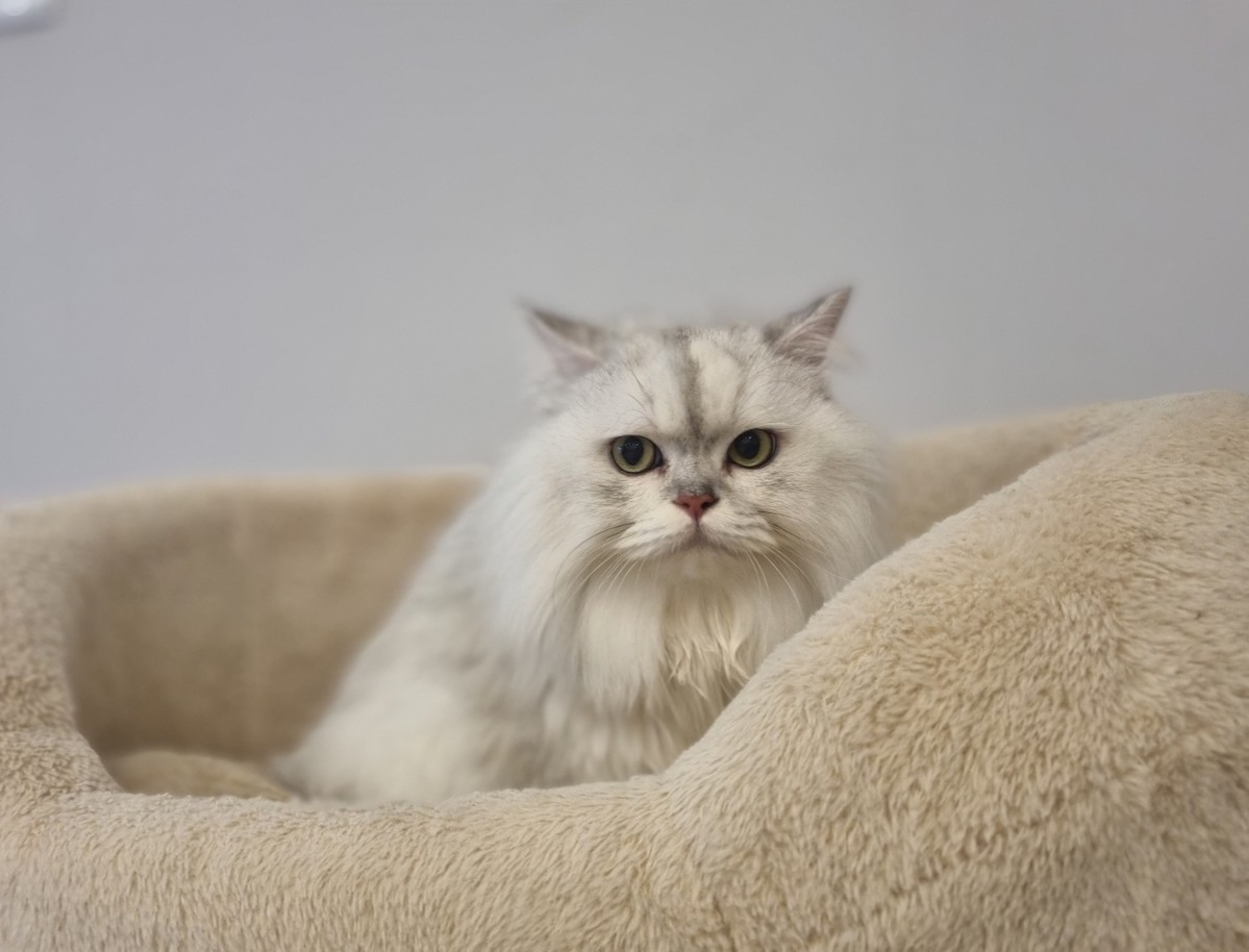 페르시안 겨울 애완견성격 반려견성격 소형견크기 중형견크기 미니비숑프리제크기 토이푸들크기 골든리트리버크기 래브라도리트리버크기 닥스훈트크기 도베르만크기 말티치크기 말티폼크기