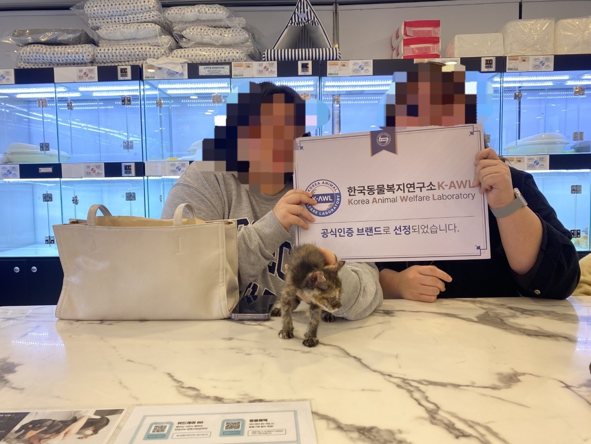 코리안숏헤어 랑이 대형견책임분양 미니비숑프리제책임분양 토이푸들책임분양 골든리트리버책임분양 래브라도리트리버책임분양 닥스훈트책임분양 도베르만책임분양 말티치책임분양 말티폼책임분양