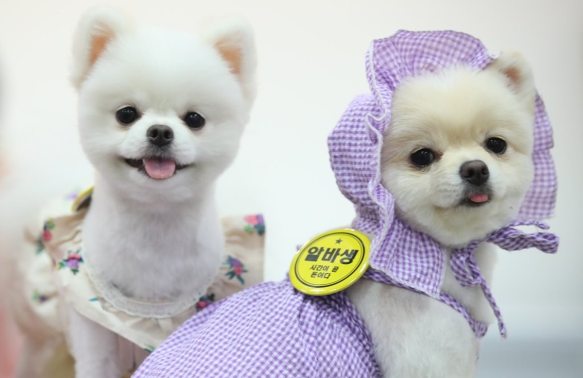 K-펫 브랜드 | 글로벌 시장에서 활약 중 : TREND.M | 아이디어 | 브랜딩