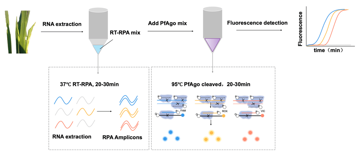 RT-RPA-PfAgo System: A Rapid, Sensitive, and Specific Multiplex ...