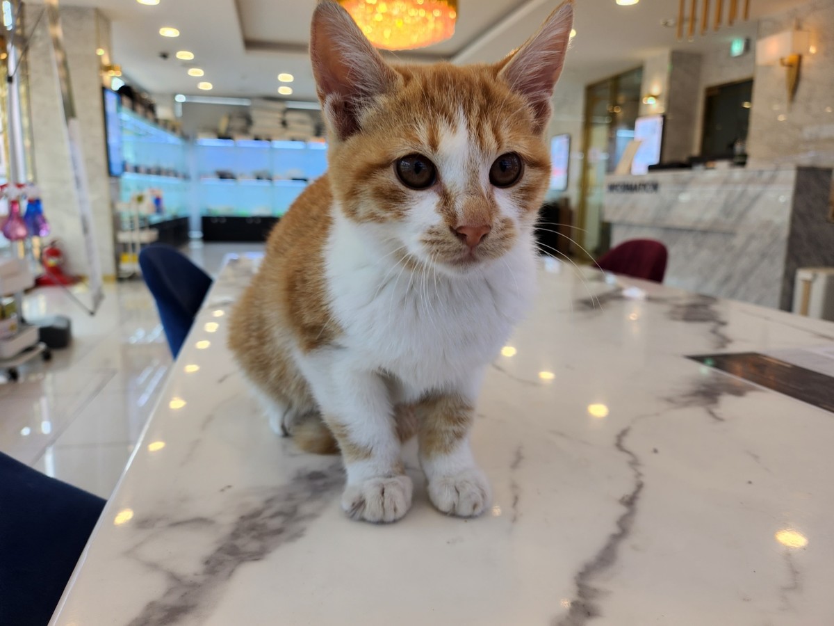 코리안숏헤어 치타 폼스키크기 폼치크기 폼피츠크기 푸숑크기 노르웨이숲크기 데본렉스크기 뱅갈크기 샴크기 셀커크렉스크기 스핑크스크기 아메리칸숏헤어크기 아메리칸컬크기 아비시니안크기