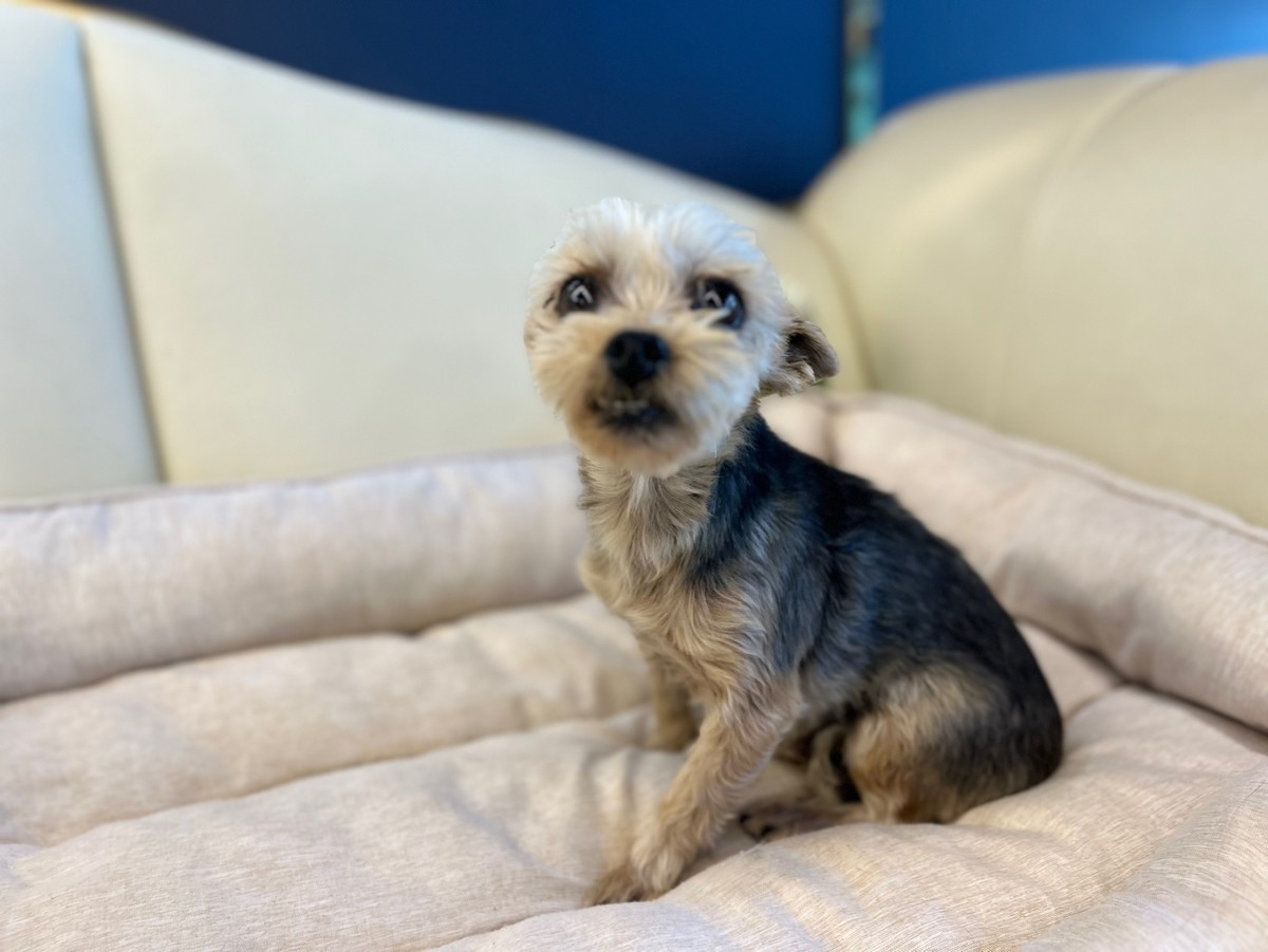 요크셔테리어 산 유기견입양 유기묘입양 강아지입양 소형견입양 중형견입양 대형견입양 말티즈입양 말티푸입양 비숑프리제입양 미니