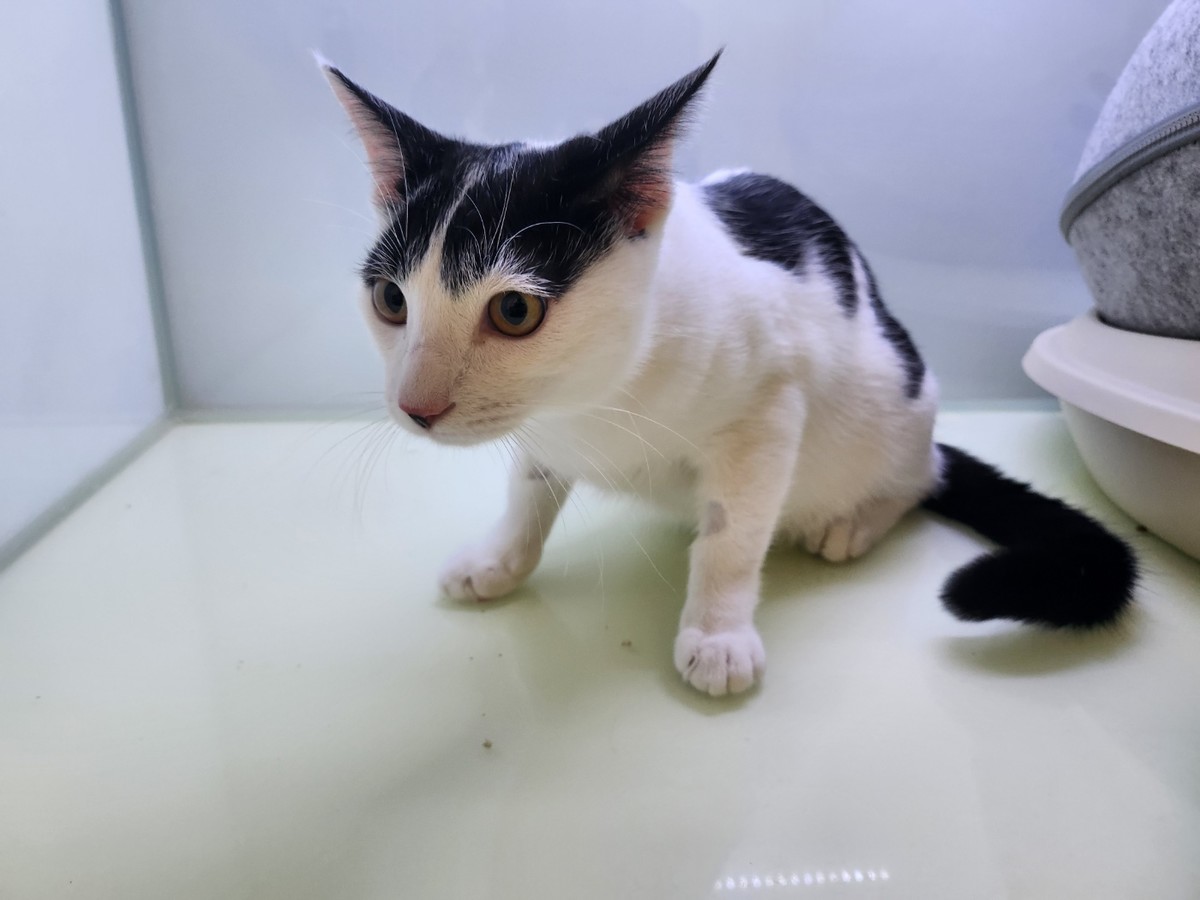 코리안숏헤어 두부 애완견성격 반려견성격 소형견크기 중형견크기 미니비숑프리제크기 토이푸들크기 골든리트리버크기 래브라도리트리버크기 닥스훈트크기 도베르만크기 말티치크기 말티폼크기