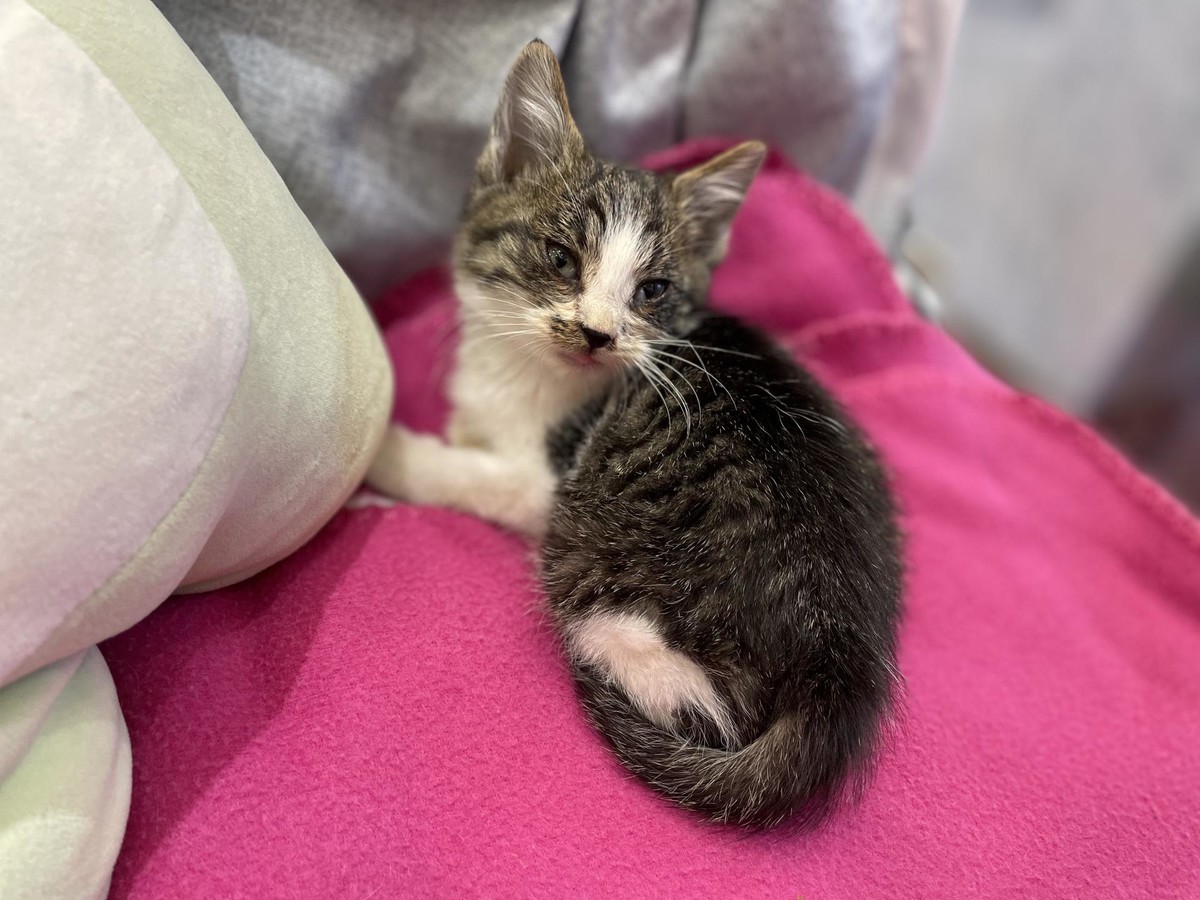 코리안숏헤어 웅이 대형견책임분양 미니비숑프리제책임분양 토이푸들책임분양 골든리트리버책임분양 래브라도리트리버책임분양 닥스훈트책임분양 도베르만책임분양 말티치책임분양 말티폼책임분양