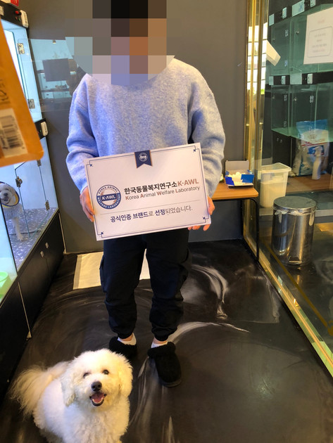 비숑프리제 돌돌이 엑조틱크기 터키시앙고라크기 페르시안크기 하이랜드폴드크기 애완견크기 반려견크기 소형견무료입양사이트 중형견무료입양사이트 대형견무료입양사이트 미니비숑프리제무료