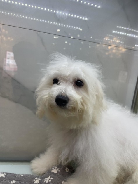 비숑프리제 삽살형 요크셔테리어무료입양사이트 웰시코기무료입양사이트 이탈리아그레이하운드무료입양사이트 치와와무료입양사이트 코카스파니엘무료입양사이트 폼스키무료입양사이트 폼치무료입양