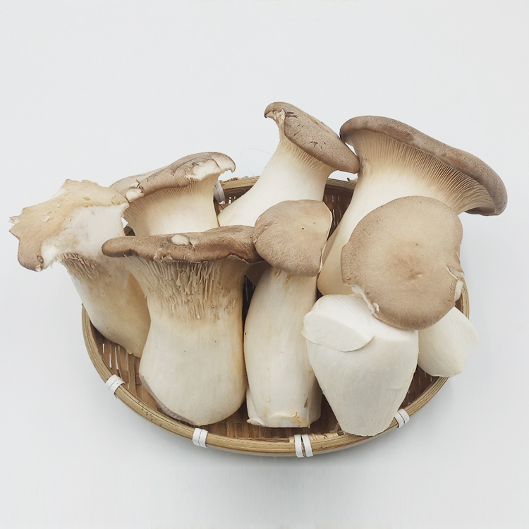 알뜰 새송이 새송이 6kg