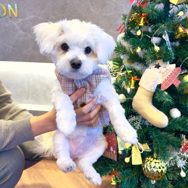 말티즈 크림이 이탈리아그레이하운드입양 치와와입양 폼스키입양 폼치입양 폼피츠입양 푸숑입양 고양이입양 랙돌입양 러시안블루입양 먼치킨입양 브리티쉬숏헤어입양 노르웨이숲입양 뱅갈입양