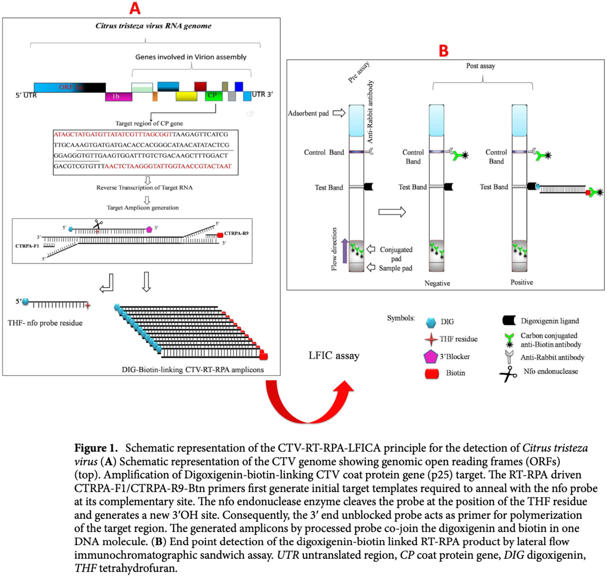 CTV‐RT‐RPA‐LFICA for rapid detection of Citrus tristeza virus ...