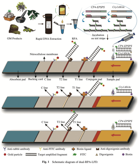 [Dual-RPA-LFD] A dual-RPA based lateral flow strip for sensitive, on ...