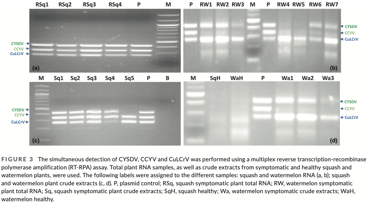 Development of a multiplex RT-RPA assay for simultaneous detection of ...