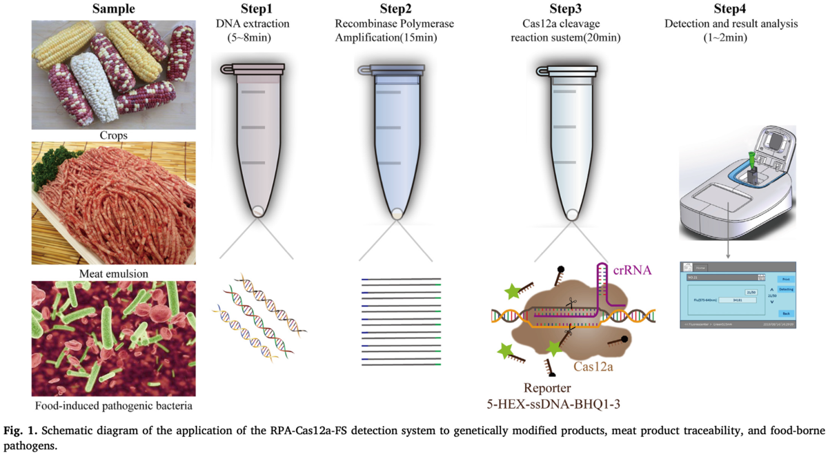 RPA-Cas12a-FS: A frontline nucleic acid rapid detection system for food ...