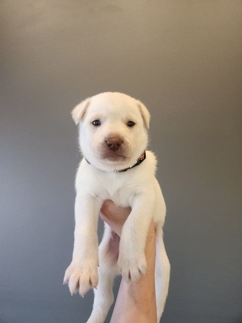 믹스견 사랑이 비숑프리제무료입양사이트 포메라니안무료입양사이트 말티즈무료입양사이트 말티푸무료입양사이트 푸들무료입양사이트 먼치킨무료입양사이트 랙돌무료입양사이트 브리티쉬숏헤어무료