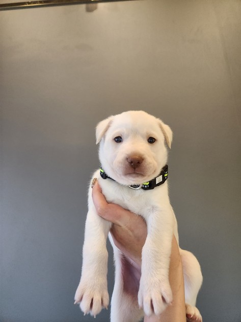 믹스견 글로리 유기묘무료입양사이트 비숑프리제파양 포메라니안파양 말티즈파양 말티푸파양 푸들파양 먼치킨파양 랙돌파양 브리티쉬숏헤어파양 스코티쉬폴드파양 러시안블루파양 강아지파양