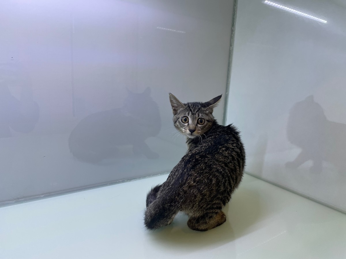 코리안숏헤어 영이 요크셔테리어무료입양사이트 웰시코기무료입양사이트 이탈리아그레이하운드무료입양사이트 치와와무료입양사이트 코카스파니엘무료입양사이트 폼스키무료입양사이트 폼치무료입양