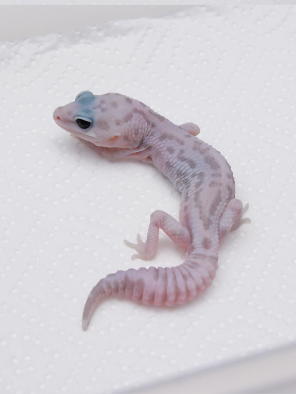 Whiteout Ghost Oreo Patternless (C24🚹) : 칵테일샵 (COCKTAIL SHOP)