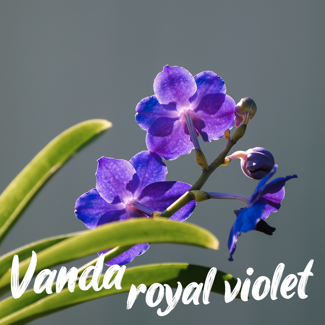 반다 로얄 바이올렛 / 행잉플랜트 서양난 플랜테리어 개업승진화분선물