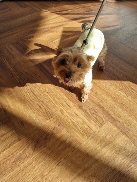 요크셔테리어 토토 말티즈크기 말티푸크기 푸들크기 먼치킨크기 랙돌크기 브리티쉬숏헤어크기 스코티쉬폴드크기 러시안블루크기 강아지크기