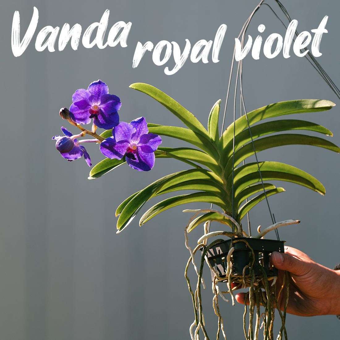 반다 로얄 바이올렛 / 행잉플랜트 서양난 플랜테리어 개업승진화분선물