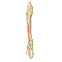 Extensor hallucis longus muscle (anterior, lower leg) : INFOGRAPHY (인포그라피)