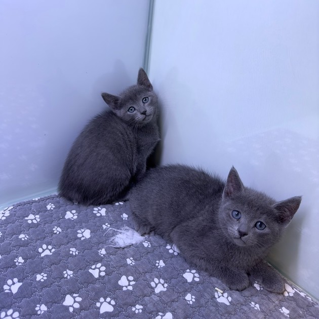 러시안블루 루이로이 토이랙돌분양 토이브리티쉬숏헤어분양 토이스코티쉬폴드분양 토이러시안블루분양 토이강아지분양 토이고양이분양 토이비숑프리제입양 토이포메라니안입양 토이말티즈입양