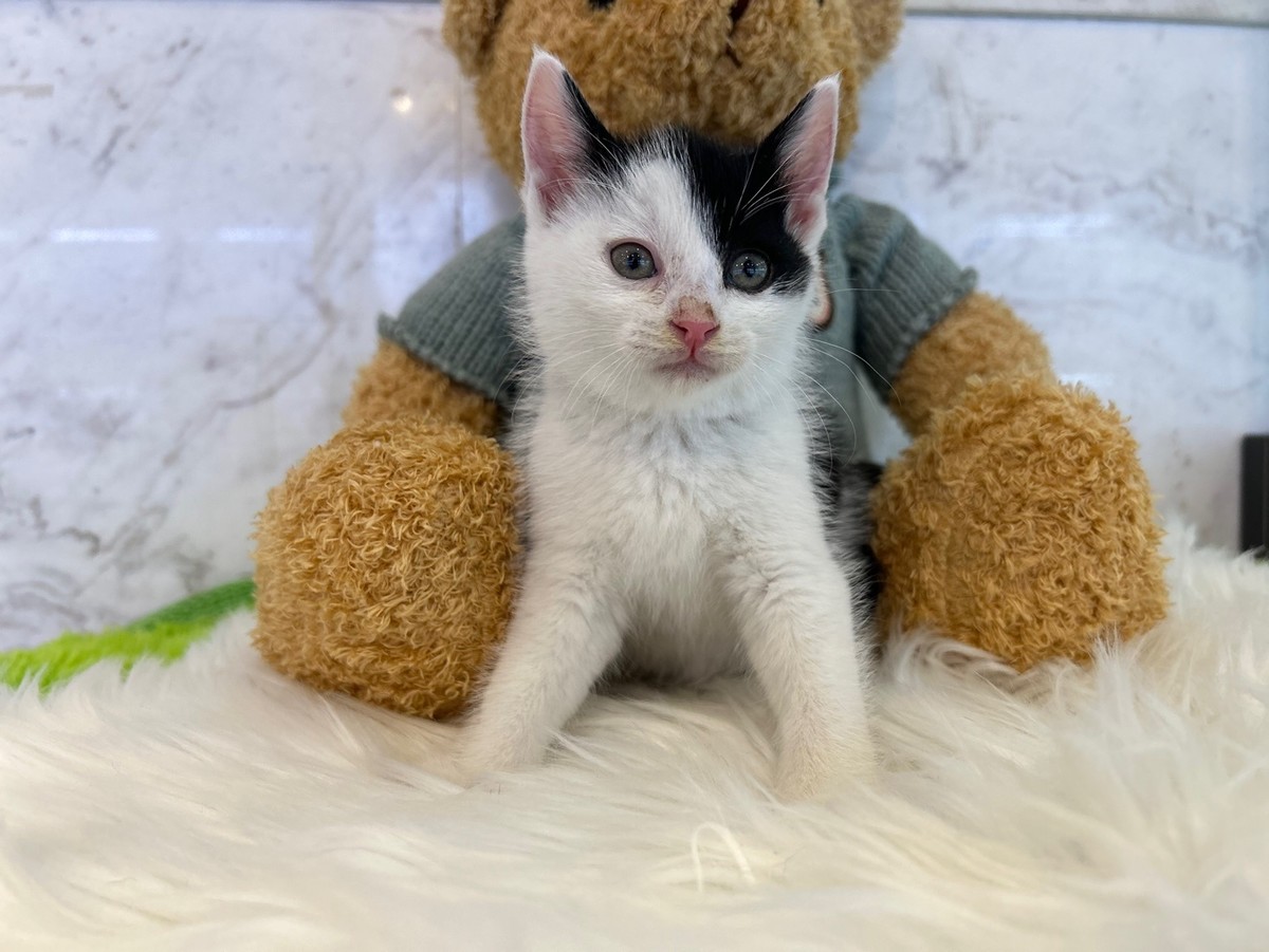 코리안숏헤어 아갱이 샴분양가격 셀커크렉스분양가격 스코티쉬폴드분양가격 스핑크스분양가격 아메리칸숏헤어분양가격 아메리칸컬분양가격 아비시니안분양가격 엑조틱분양가격 터키시앙고라분양