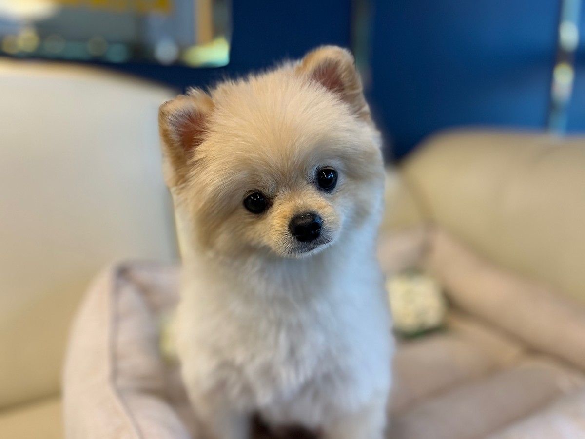 포메라니안 쿠로 말티즈크기 말티푸크기 푸들크기 먼치킨크기 랙돌크기 브리티쉬숏헤어크기 스코티쉬폴드크기 러시안블루크기 강아지크기 고양이크기 유기견임시보호 유기묘임시보호 강아지