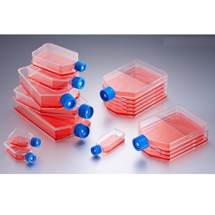 Falcon Cell Culture Flasks - 150㎠/600ml Canted Neck Flasks (셀컬처 플라스크 ...