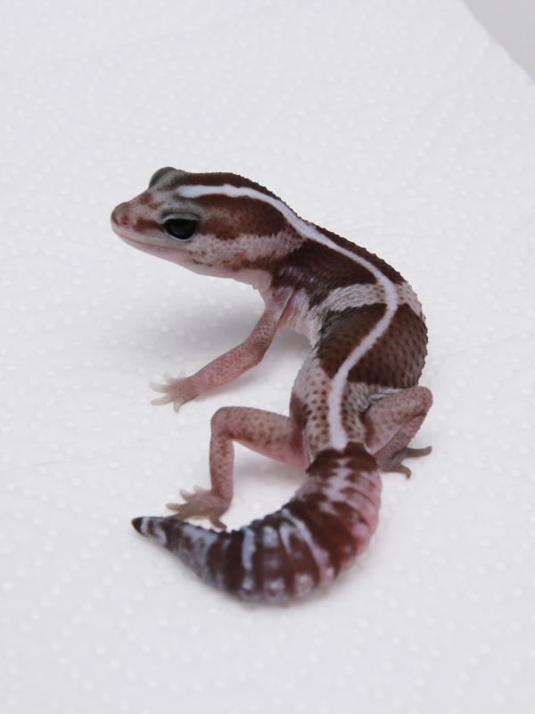 칵테일샵 (COCKTAIL SHOP)