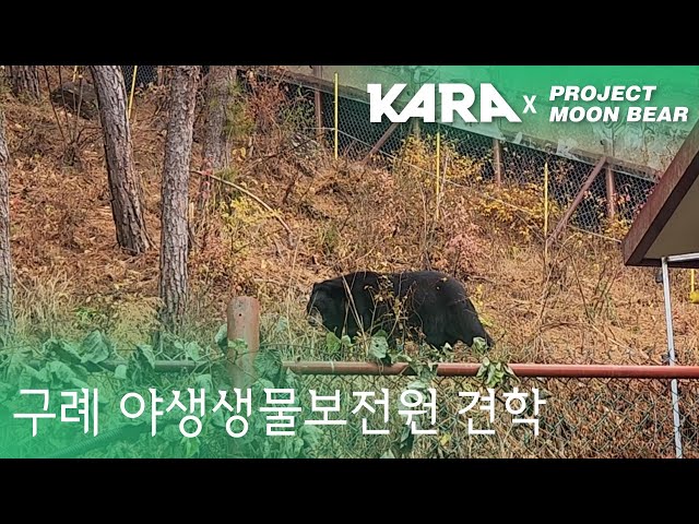 구례 야생생물보전원 견학 : 곰 보금자리 프로젝트 : Project Moon Bear