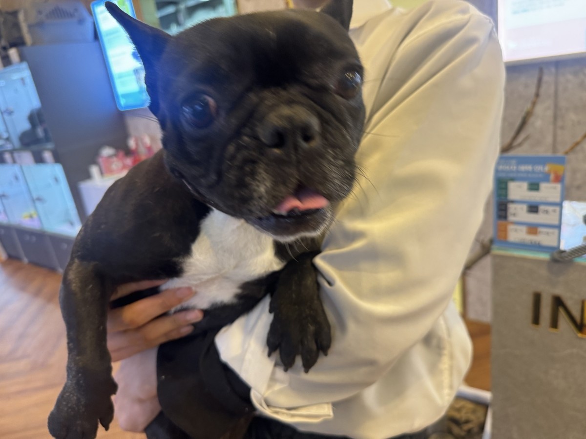 프렌치불독 까망이 프렌치불독크기 빠삐용크기 파피용크기 사모예드크기 스피츠크기 시바견크기 시베리안허스키크기 시츄크기 요크셔테리어