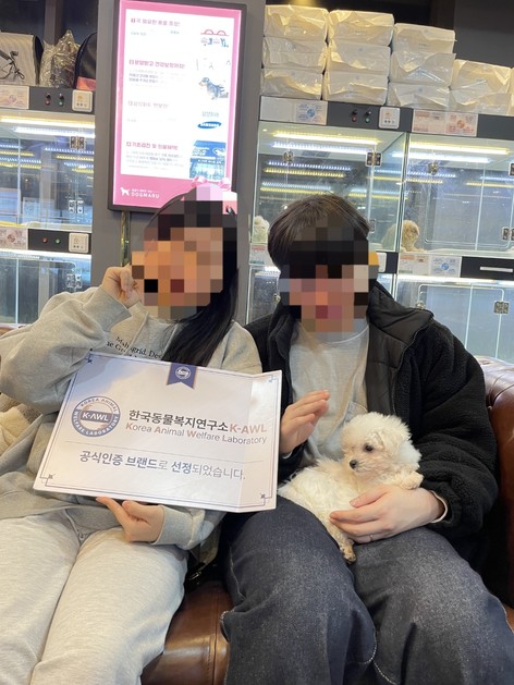 비숑프리제 구름 하이랜드폴드책임분양 애완견책임분양 반려견책임분양 소형견키우는방법 중형견키우는방법 대형견키우는방법 미니비숑프리제키우는방법 토이푸들키우는방법 골든리트리버키우는