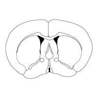 Mouse brain (coronal, basal lateral ventricles) : INFOGRAPHY (인포그라피)