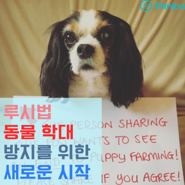 [루시프로젝트] 펫산업에 희생되는 강아지들을 위한 루시법_Panion : Panion Magazine