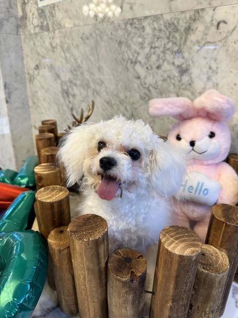 비숑프리제 희동이 스피츠성격 시바견성격 시베리안허스키성격 시츄성격 요크셔테리어성격 웰시코기성격 이탈리아그레이하운드성격 치와와성격 코카스파니엘성격 폼스키성격 폼치성격 폼피츠