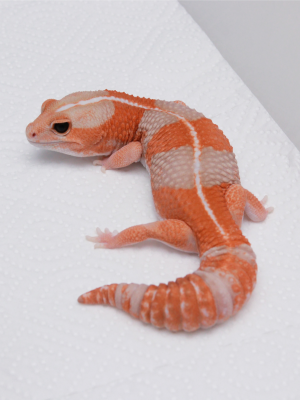 칵테일샵 (COCKTAIL SHOP)