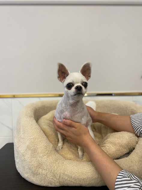 장모치와와 이슬 래브라도리트리버입양 닥스훈트입양 도베르만입양 말티치입양 말티폼입양 빠삐용입양 사모예드입양 스피츠입양 시바견입양 시베리안허스키입양 시츄입양 요크셔테리어입양