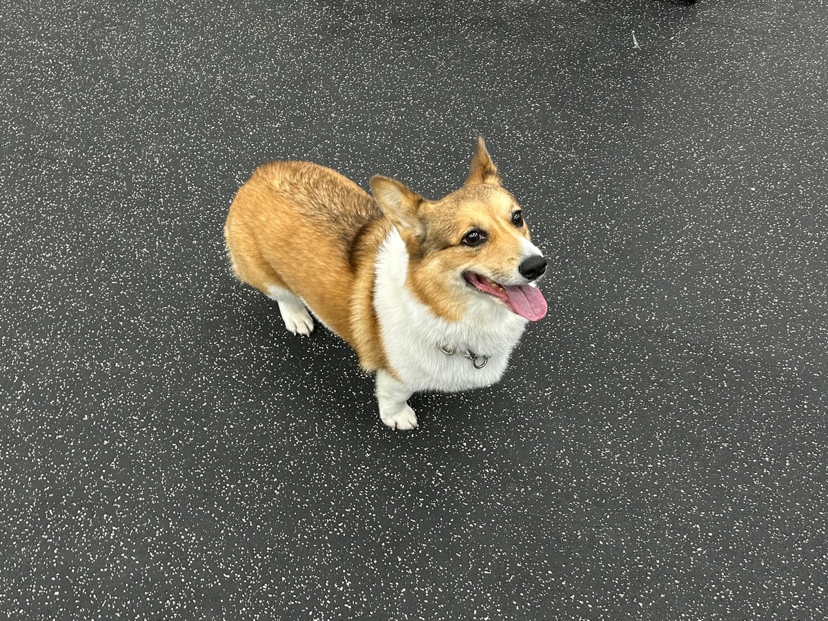 웰시코기 후추 푸숑책임분양 노르웨이숲책임분양 데본렉스책임분양 뱅갈책임분양 샴책임분양 셀커크렉스책임분양 스핑크스책임분양 아메리칸숏헤어책임분양 아메리칸컬책임분양 아비시니안책임