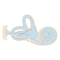 Inner ear (lateral) : INFOGRAPHY (인포그라피)