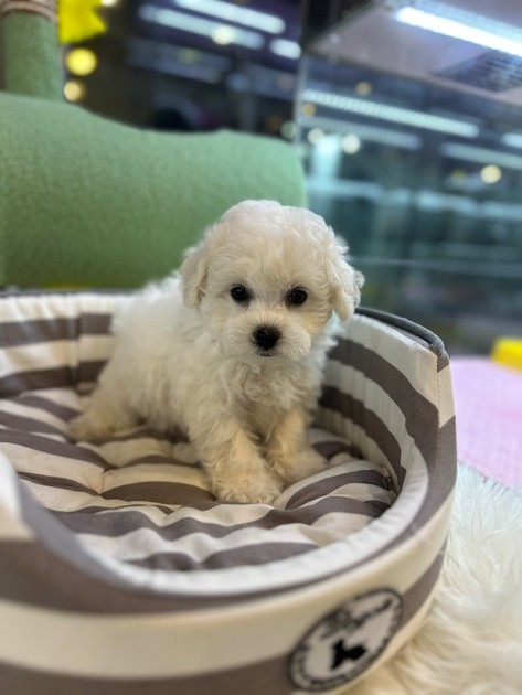 비숑프리제 가을이 이탈리아그레이하운드입양 치와와입양 폼스키입양 폼치입양 폼피츠입양 푸숑입양 고양이입양 랙돌입양 러시안블루입양 먼치킨입양 브리티쉬숏헤어입양 노르웨이숲입양 뱅갈