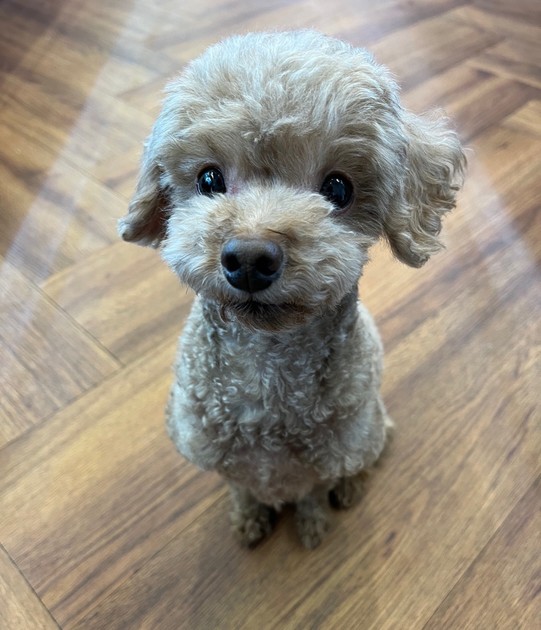 토이푸들 호두 프렌치불독크기 빠삐용크기 파피용크기 사모예드크기 스피츠크기 시바견크기 시베리안허스키크기 시츄크기 요크셔테리어크기 웰시코기크기 이탈리아그레이하운드크기 치와와크기